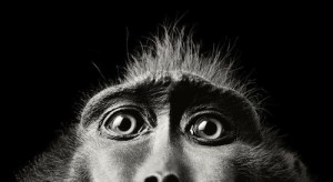 10 Bizarre Psychology Experiments that Completely Crossed the Line